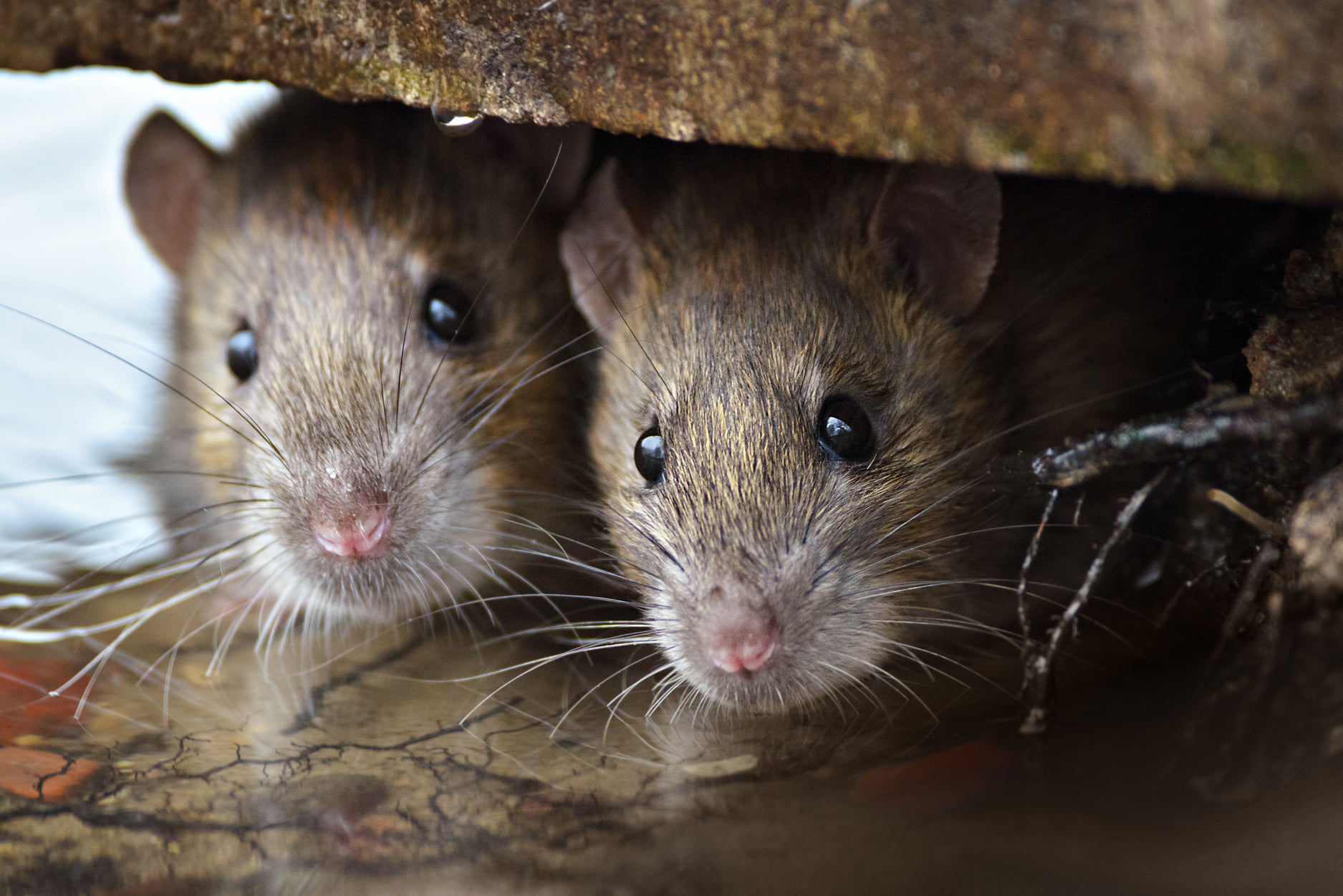 7 Affordable Attic Rat Removal Services in Los Angeles 2026 - 360 ...
