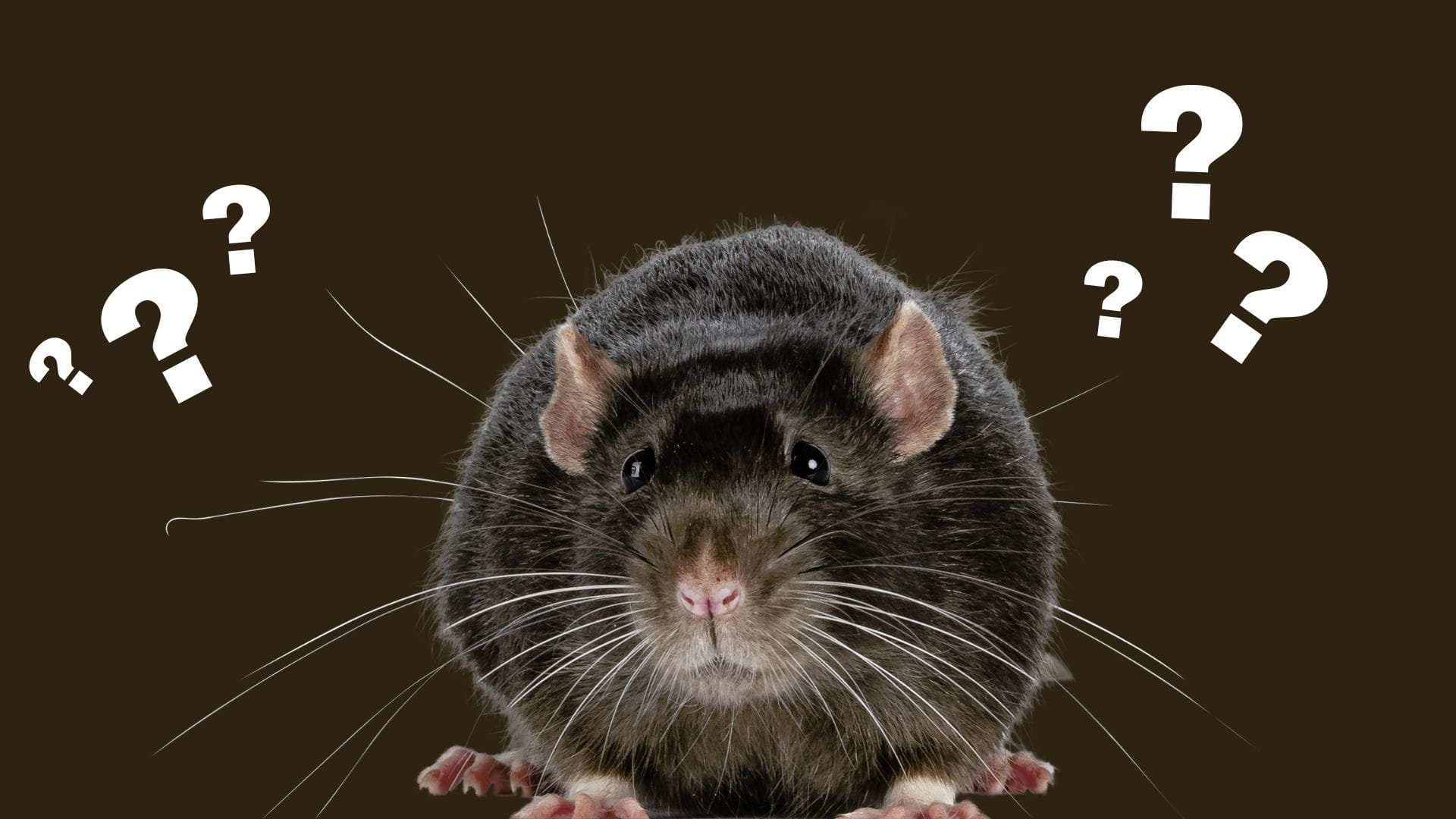 What Does Rat Poop Look Like? Identification Guide with Photos - 360 ...
