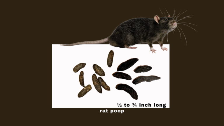 What Does Rat Poop Look Like? Identification Guide with Photos - 360 ...